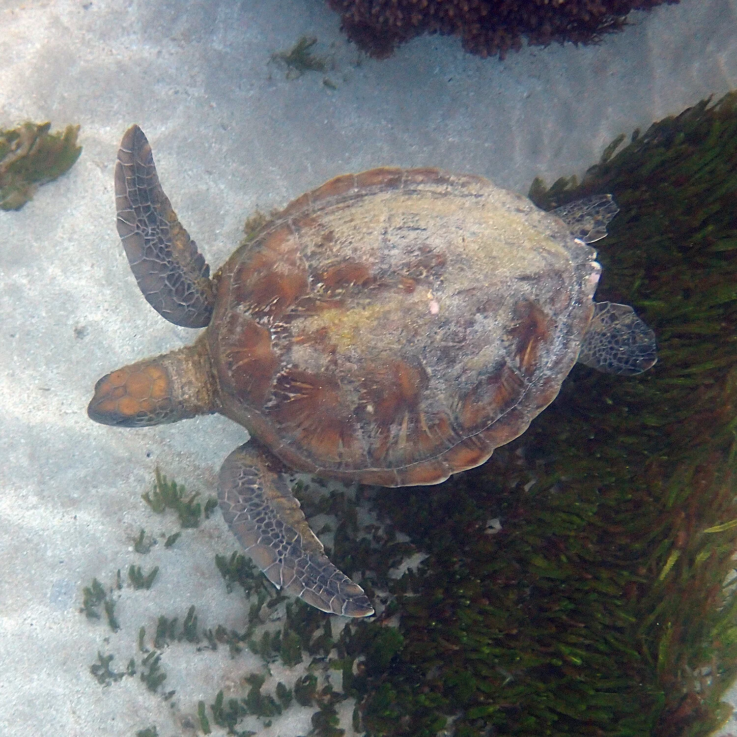Turtles and snake eels — Norfolk Island's Reef