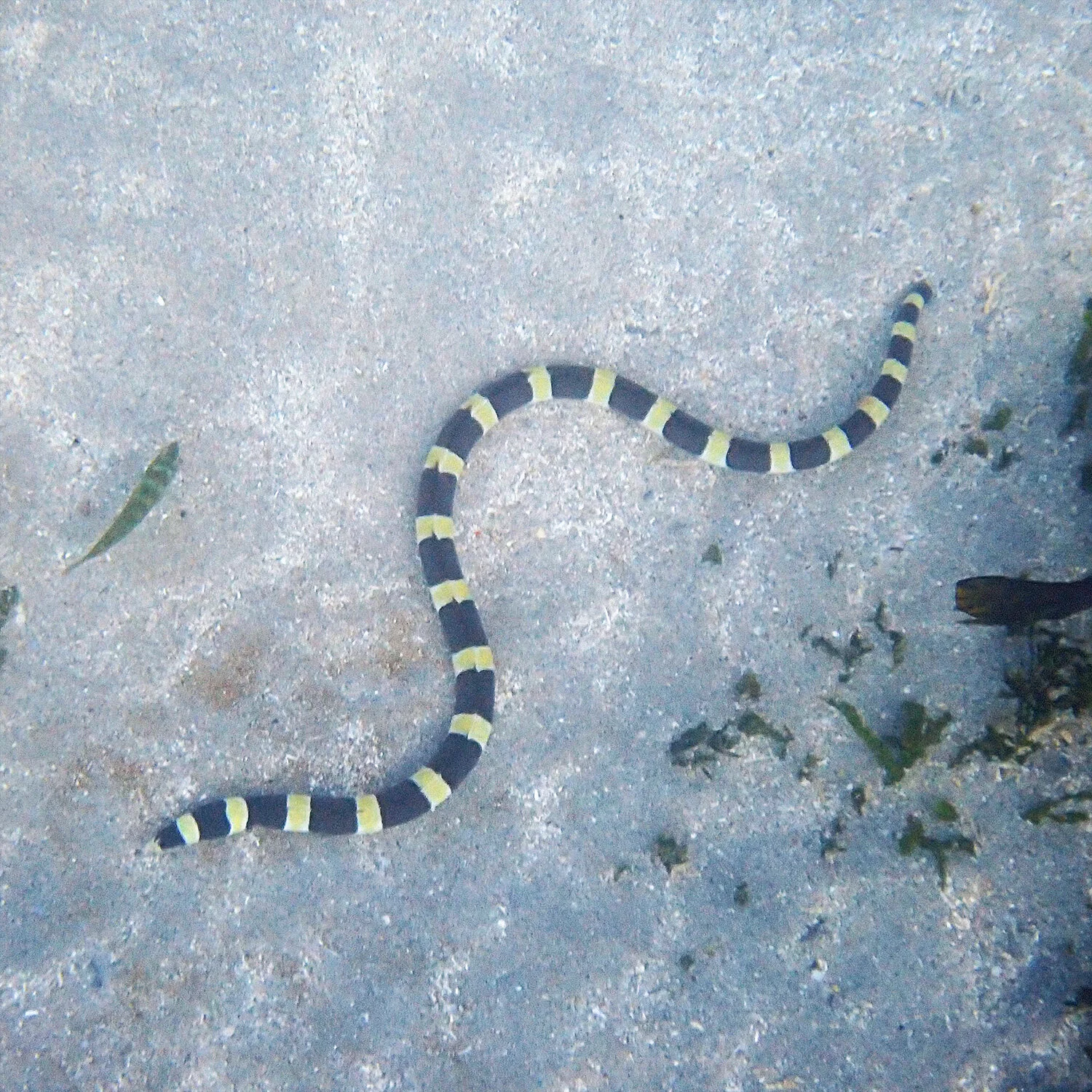 Turtles and snake eels — Norfolk Island's Reef