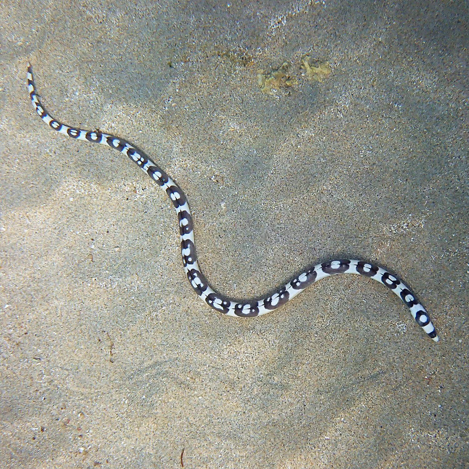 Turtles and snake eels — Norfolk Island's Reef
