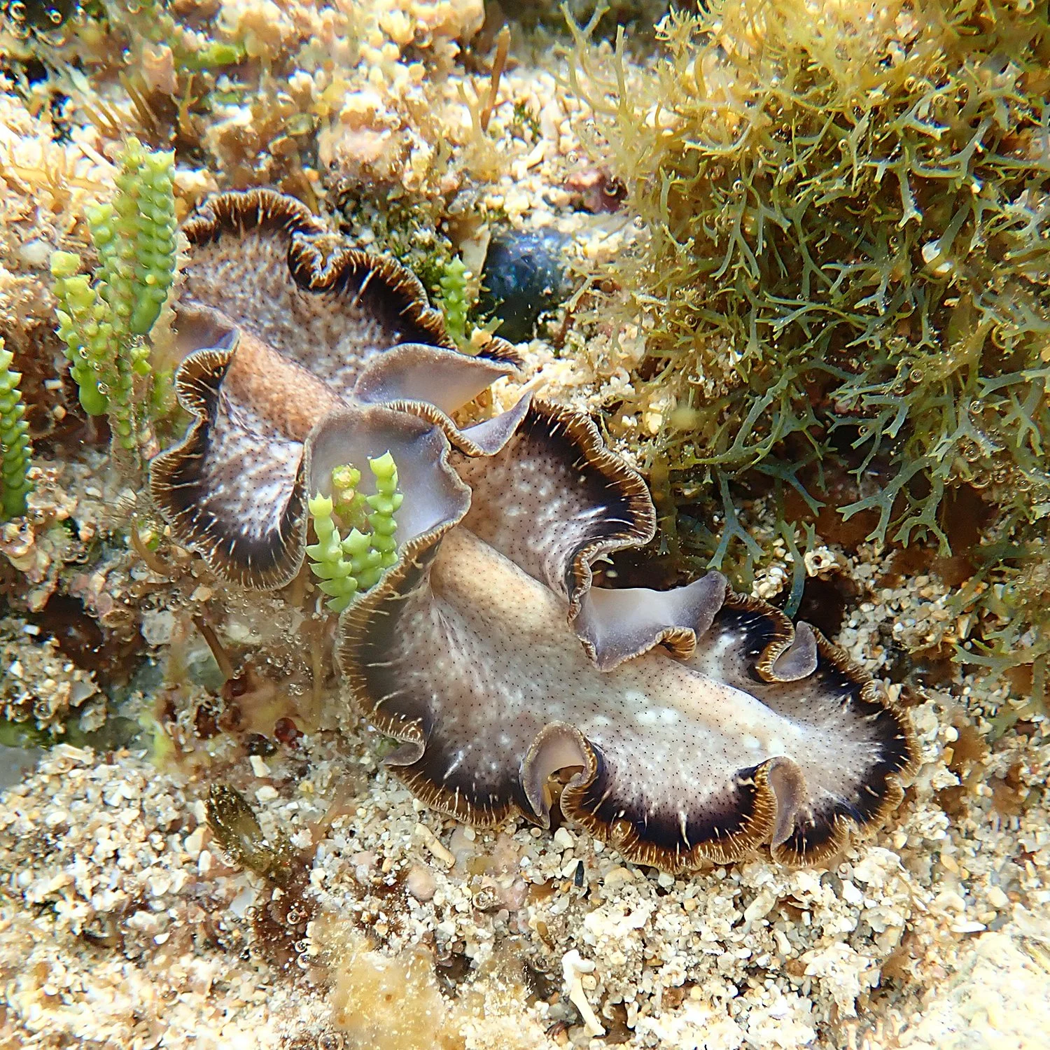 Penis fencing flatworms — Norfolk Island's Reef