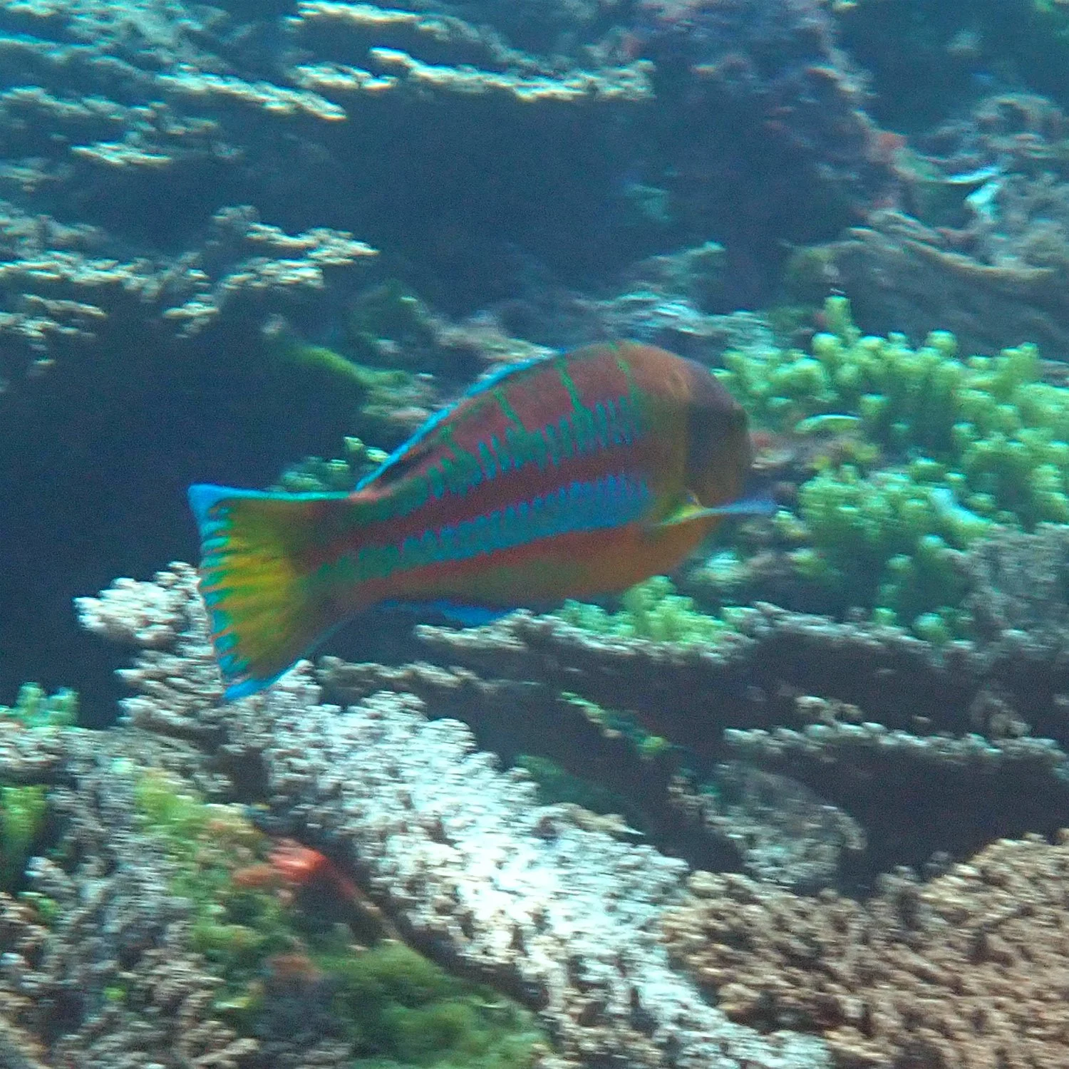 Penis fencing flatworms — Norfolk Island's Reef