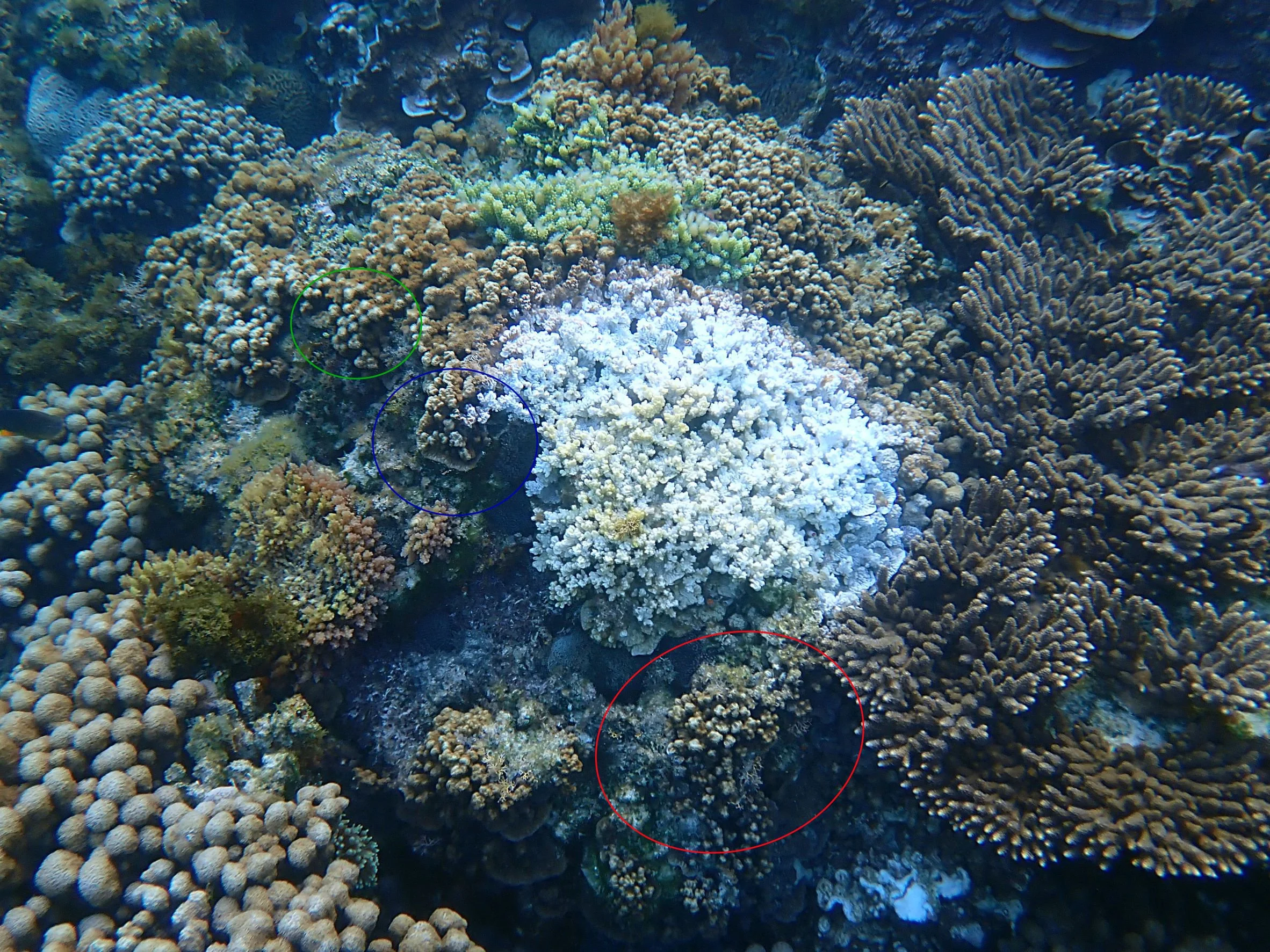 Penis fencing flatworms — Norfolk Island's Reef