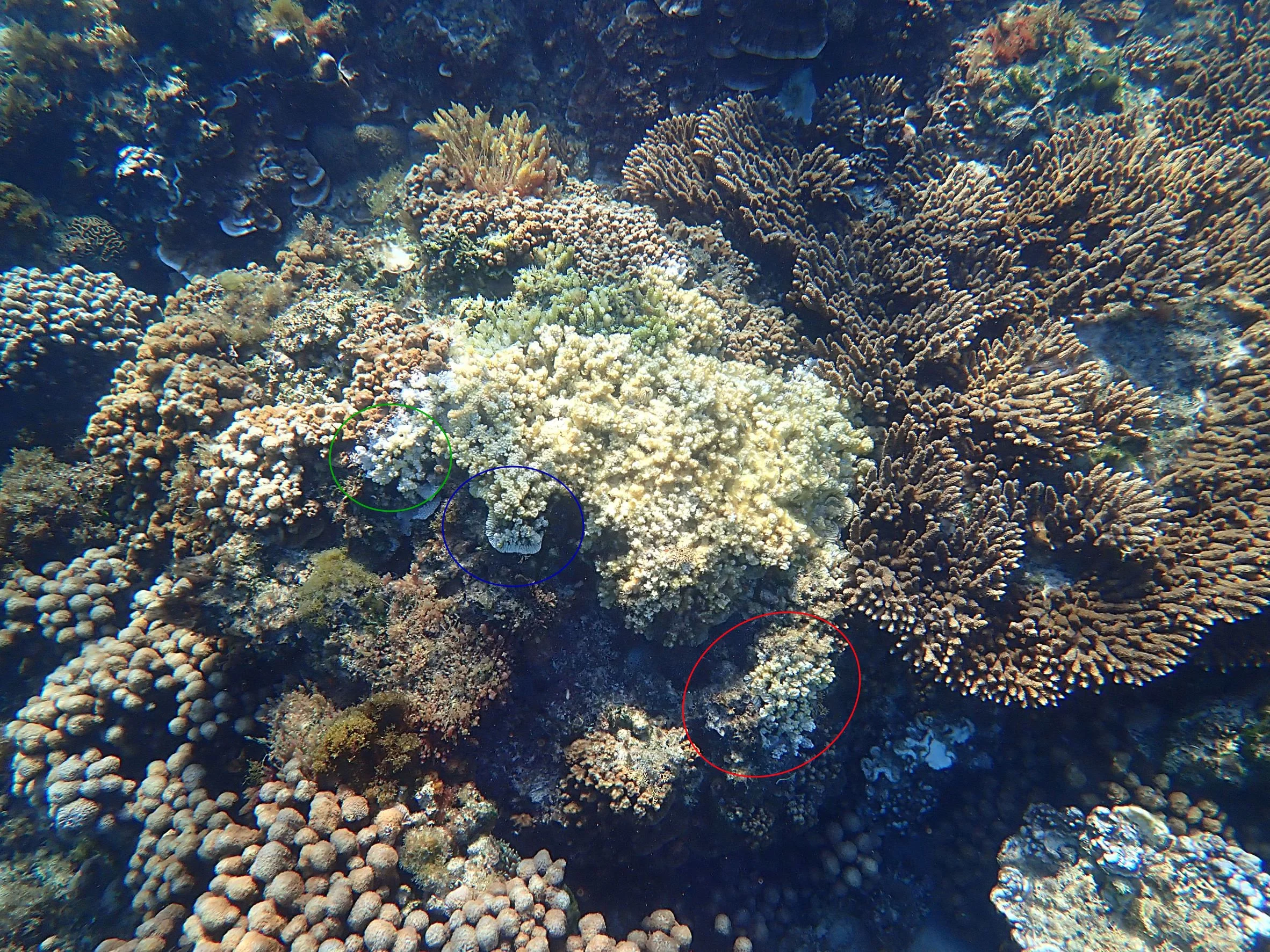 Penis fencing flatworms — Norfolk Island's Reef