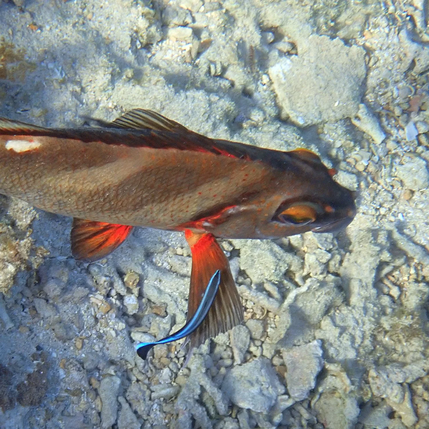 Penis fencing flatworms — Norfolk Island's Reef