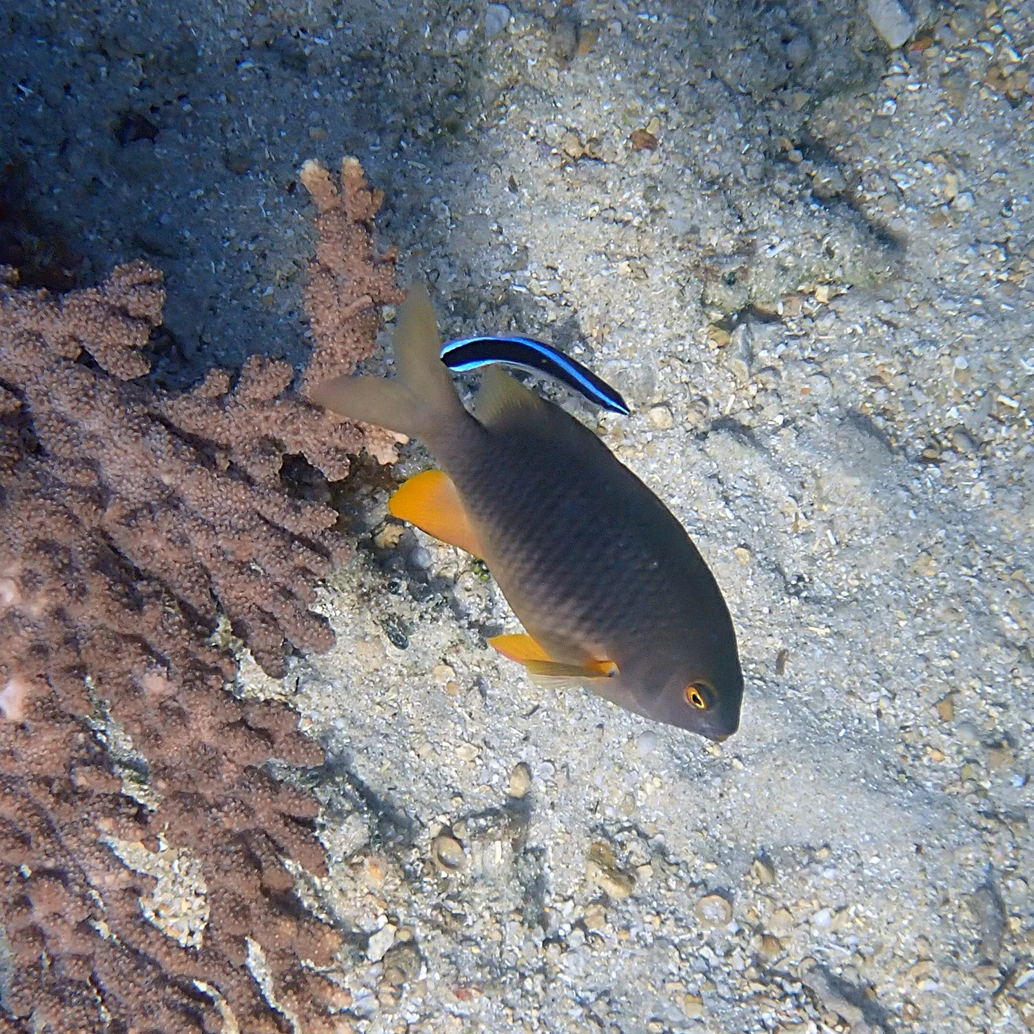 Penis fencing flatworms — Norfolk Island's Reef