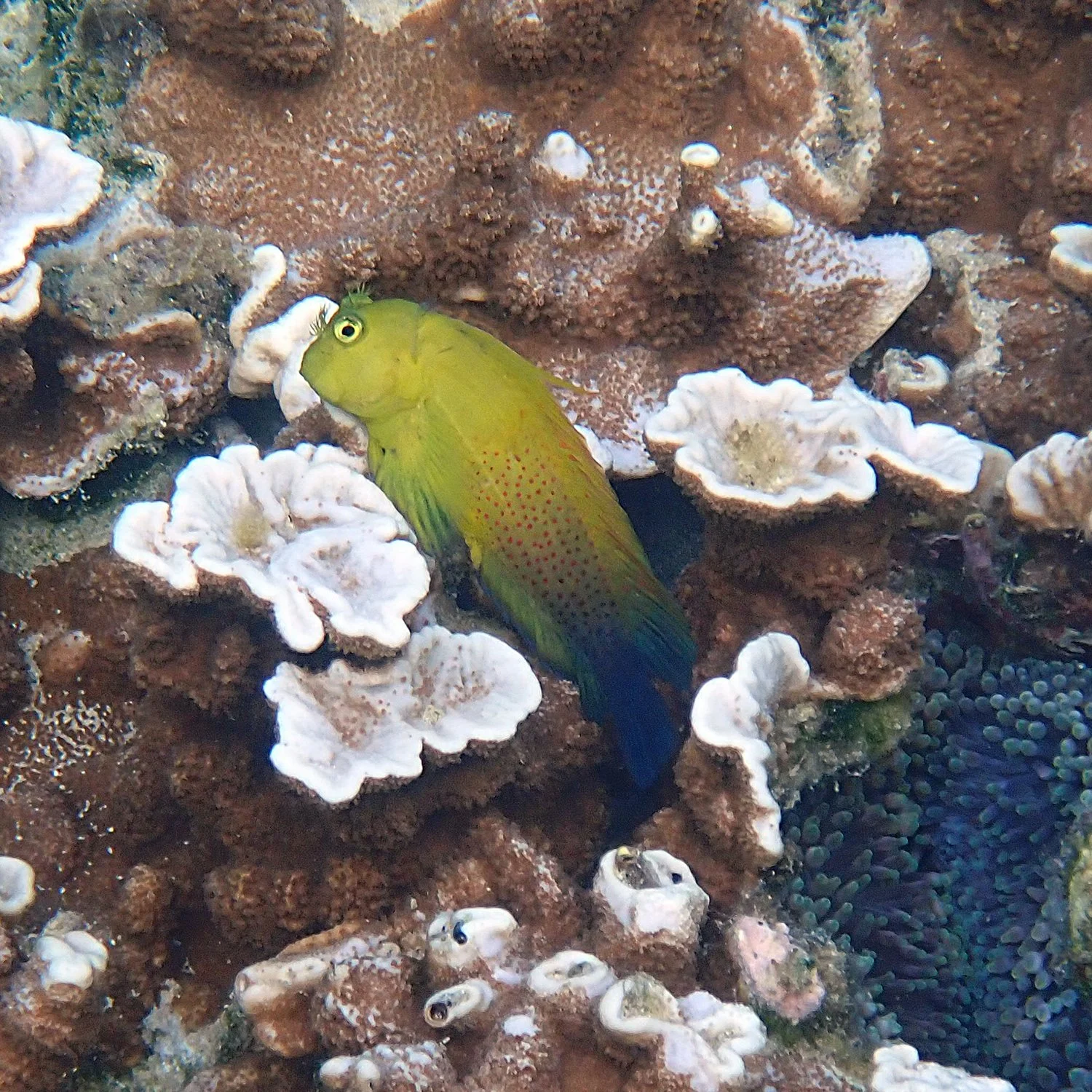 Norfolk Island's Reef Fish