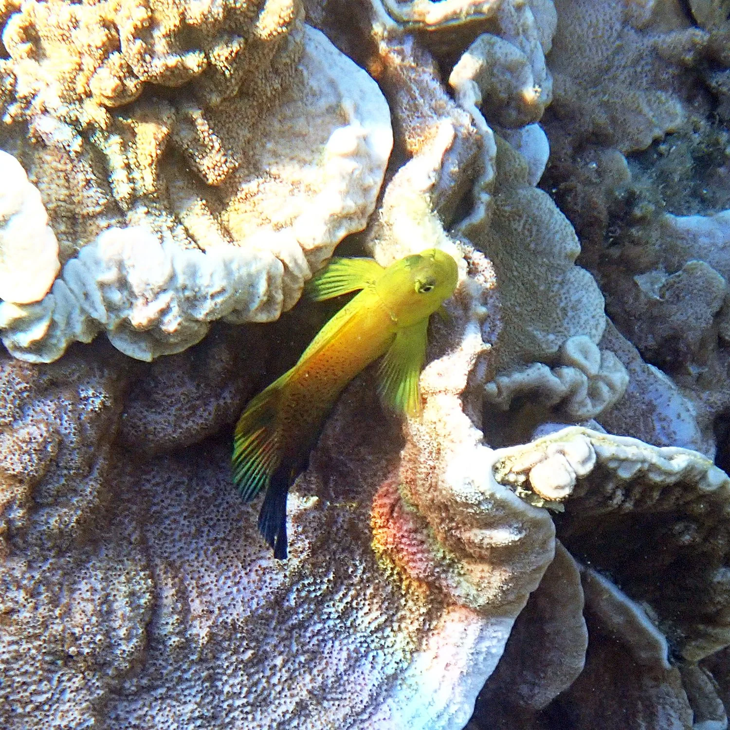 Norfolk Island's Reef Fish