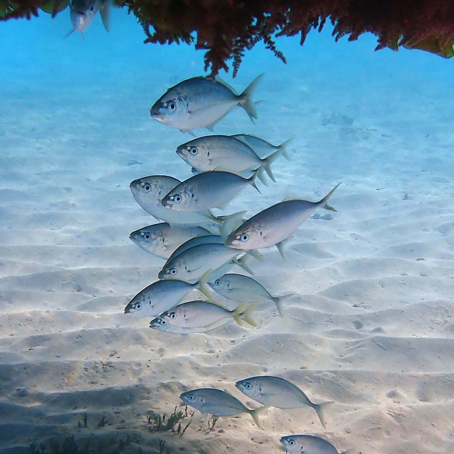 Beneath the waves in Emily Bay, Norfolk Island — Norfolk Island's Reef