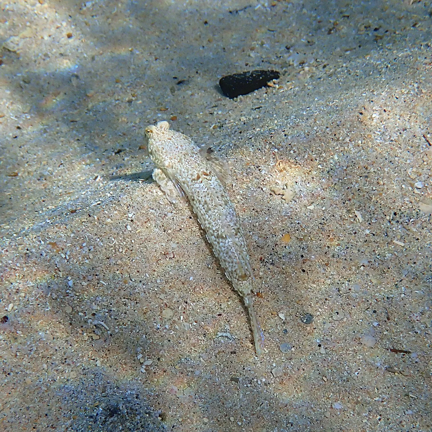 Beneath the waves in Emily Bay, Norfolk Island — Norfolk Island's Reef