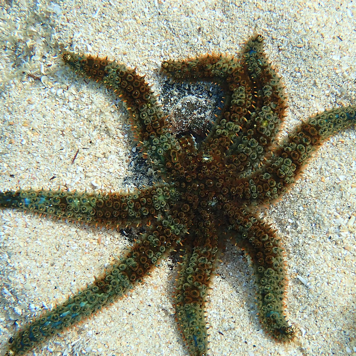 Norfolk Island's Sea stars
