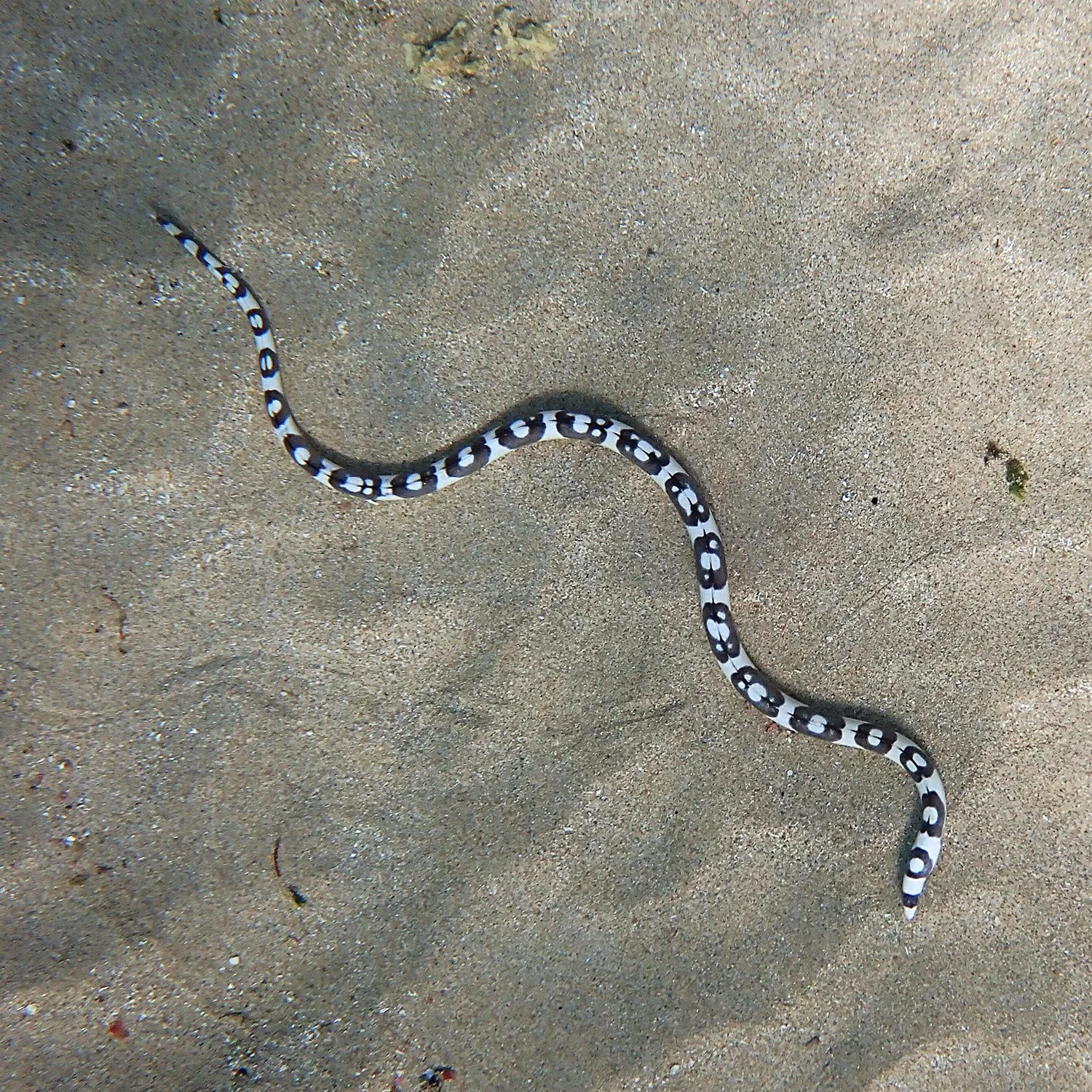 Norfolk Island's Eels
