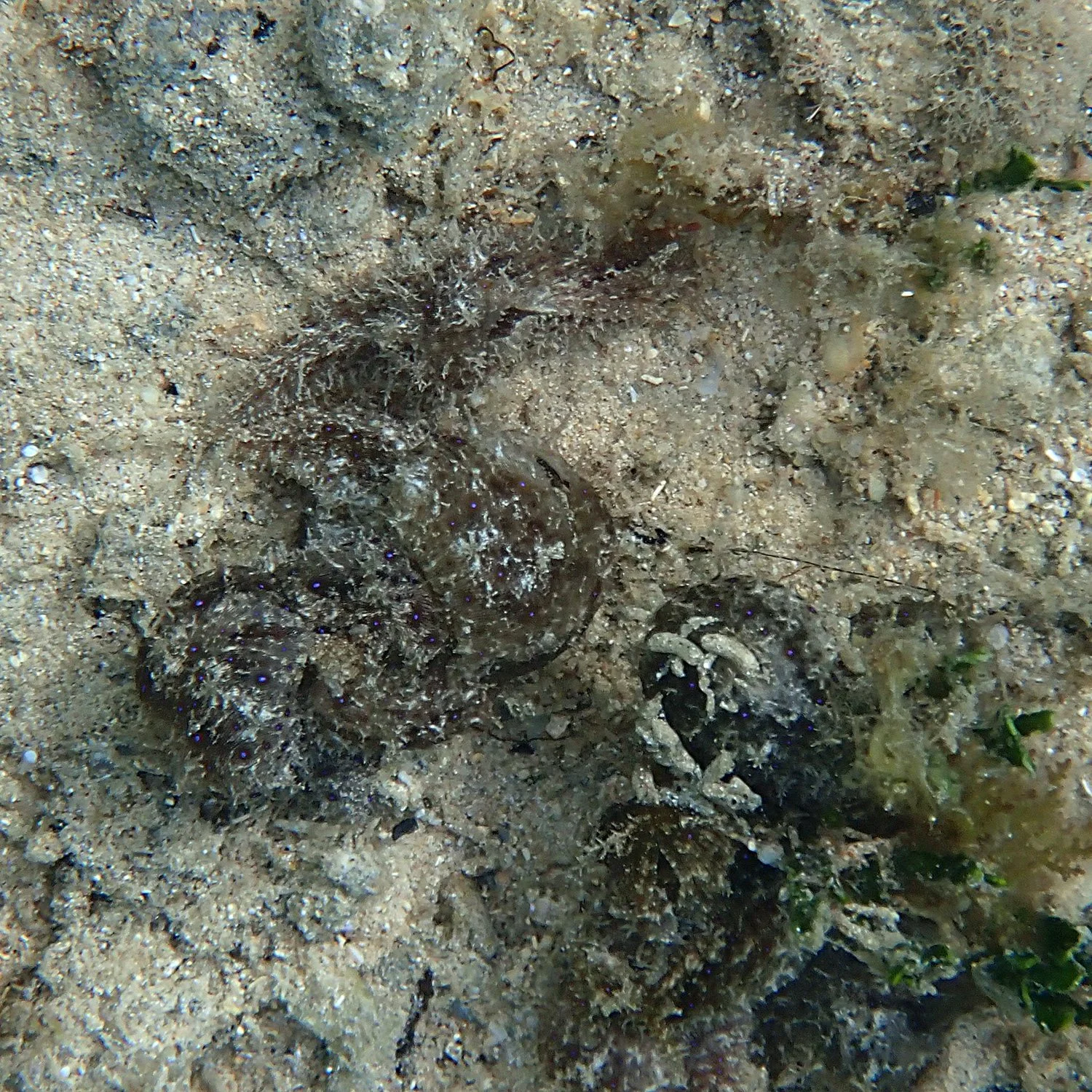 Furry sea hares as eco-warriors — Norfolk Island's Reef