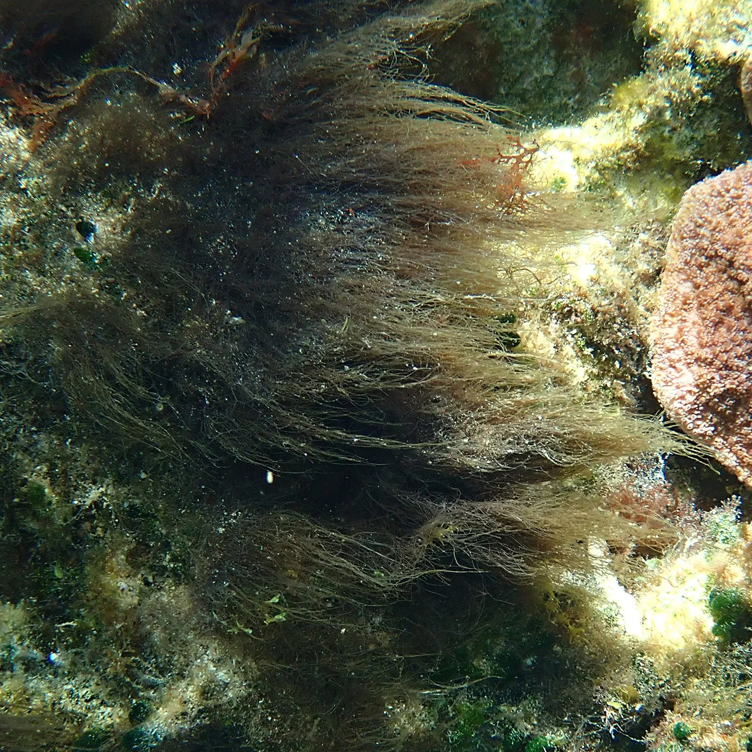 Furry sea hares as eco-warriors — Norfolk Island's Reef
