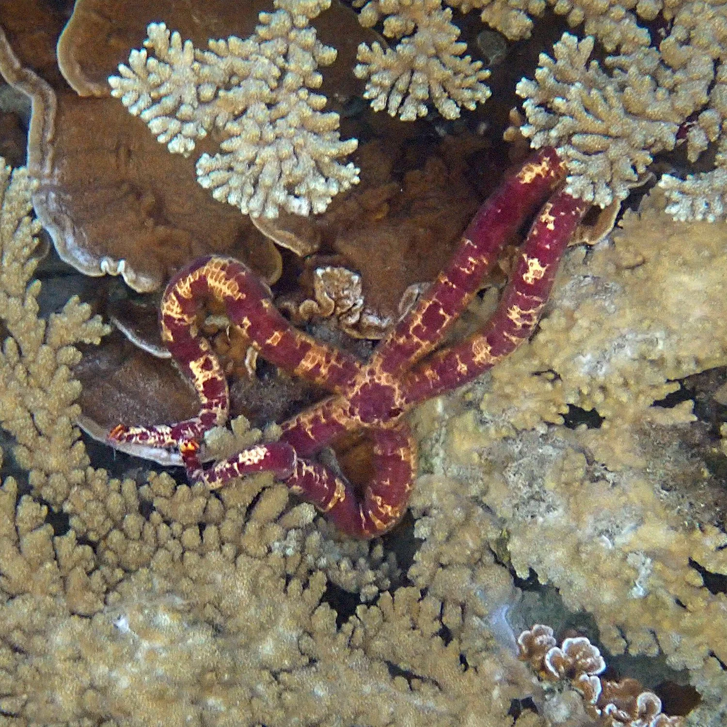 Sea stars? Starfish? What’s the difference? — Norfolk Island's Reef