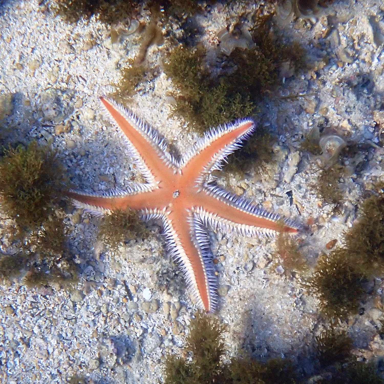 Sea stars? Starfish? What’s the difference? — Norfolk Island's Reef