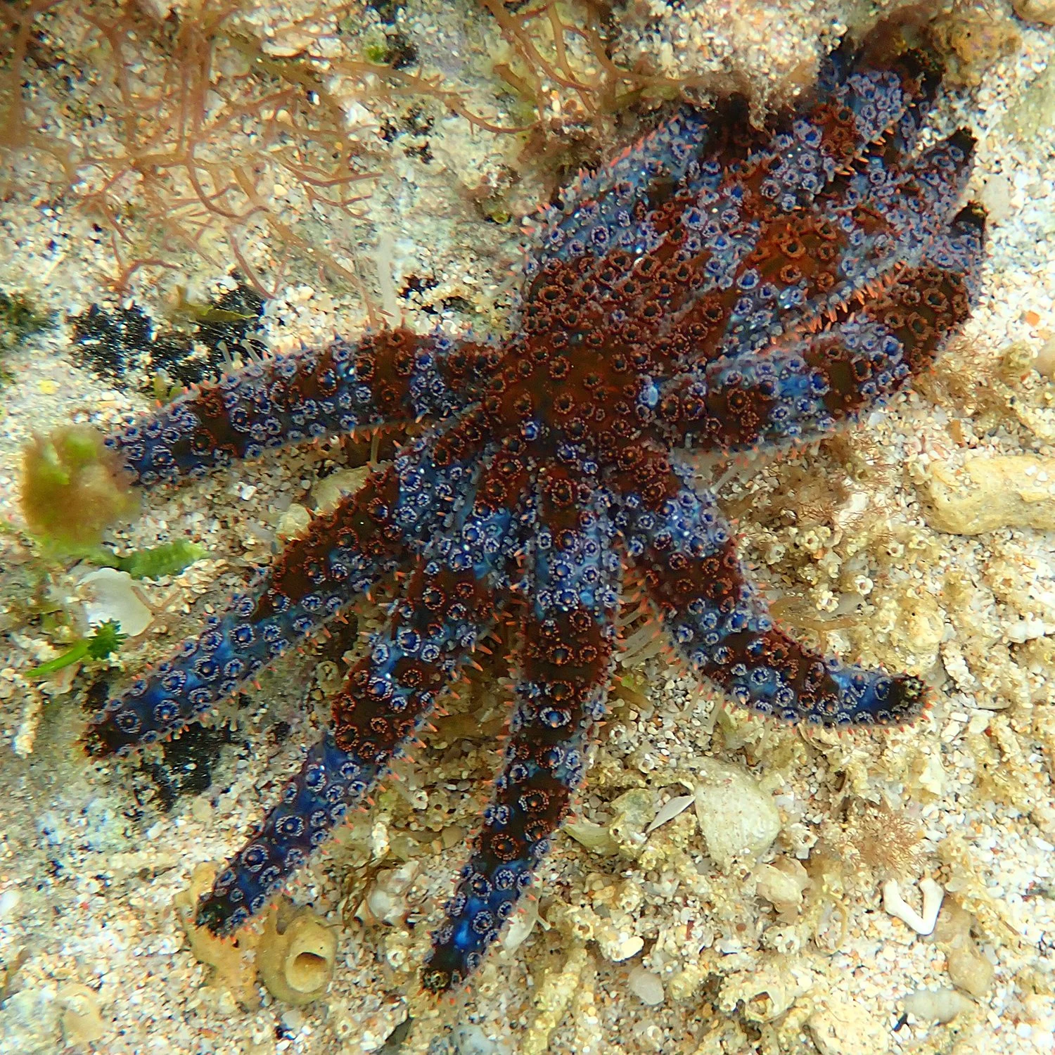 Sea stars? Starfish? What’s the difference? — Norfolk Island's Reef