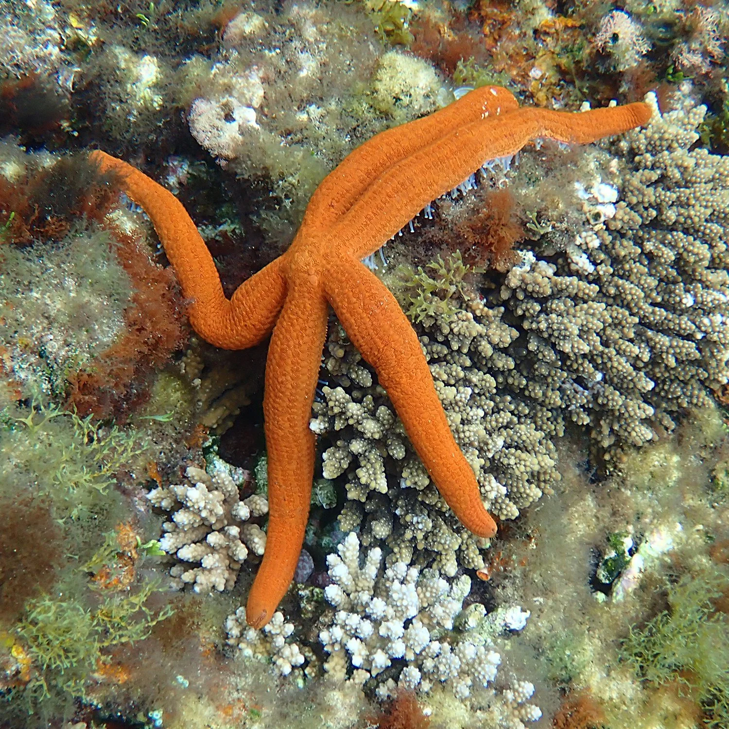 Norfolk Island's Sea stars