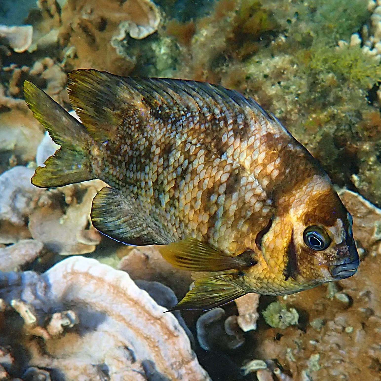 Know your damsels – multispine damselfish versus banded scalyfins ...
