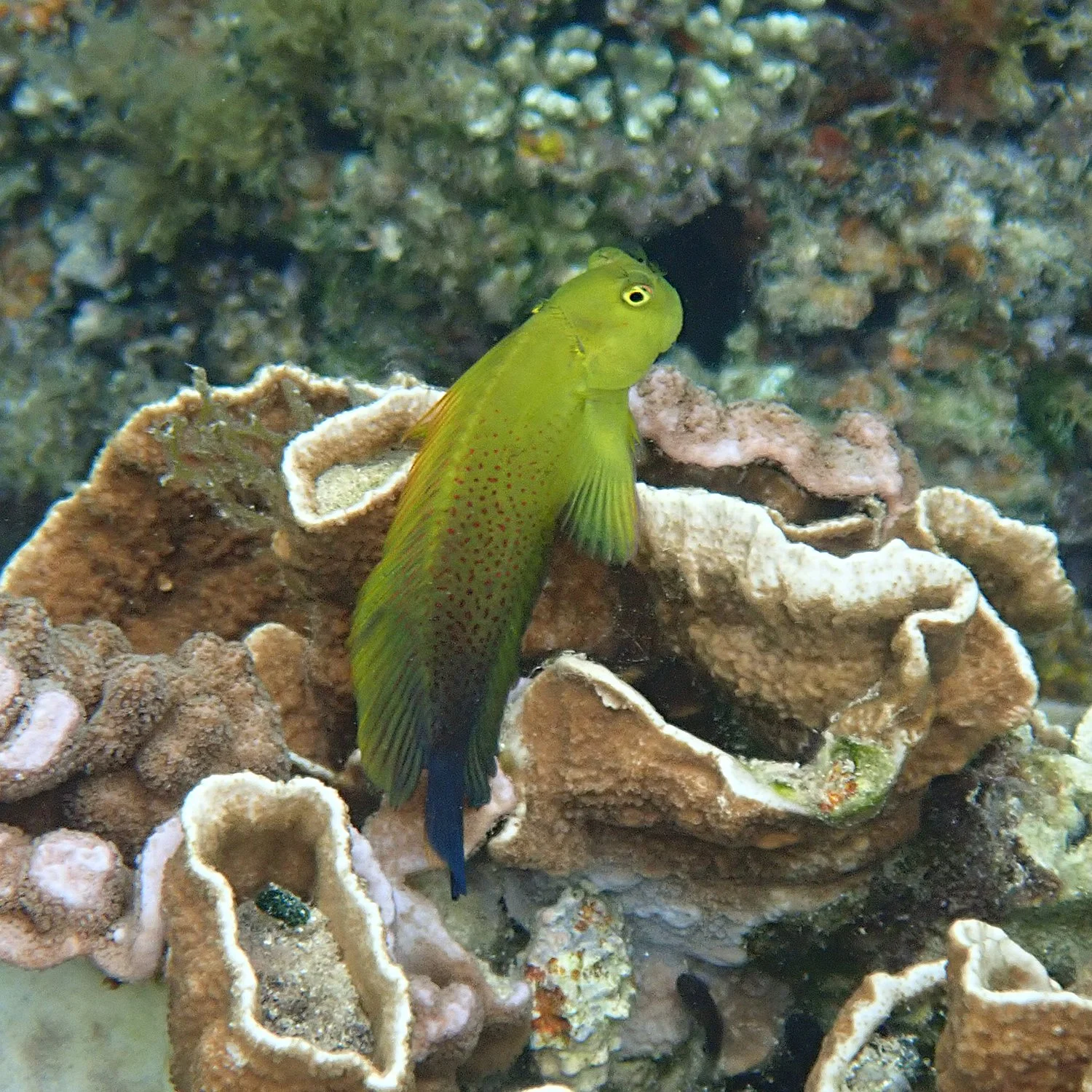 Norfolk Island's Reef Fish