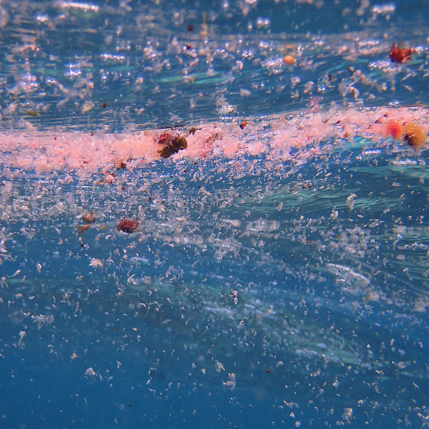 The Great Big Coral Spawn Myth — Norfolk Island's Reef