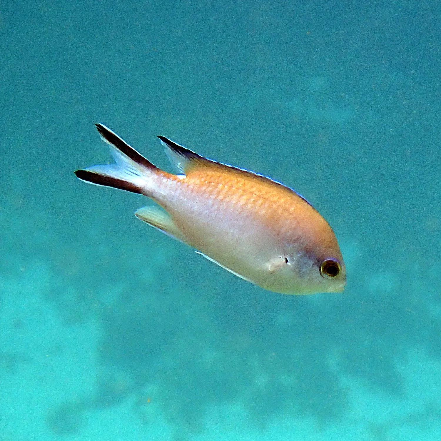 Norfolk chromis, the kissing fish — Norfolk Island's Reef