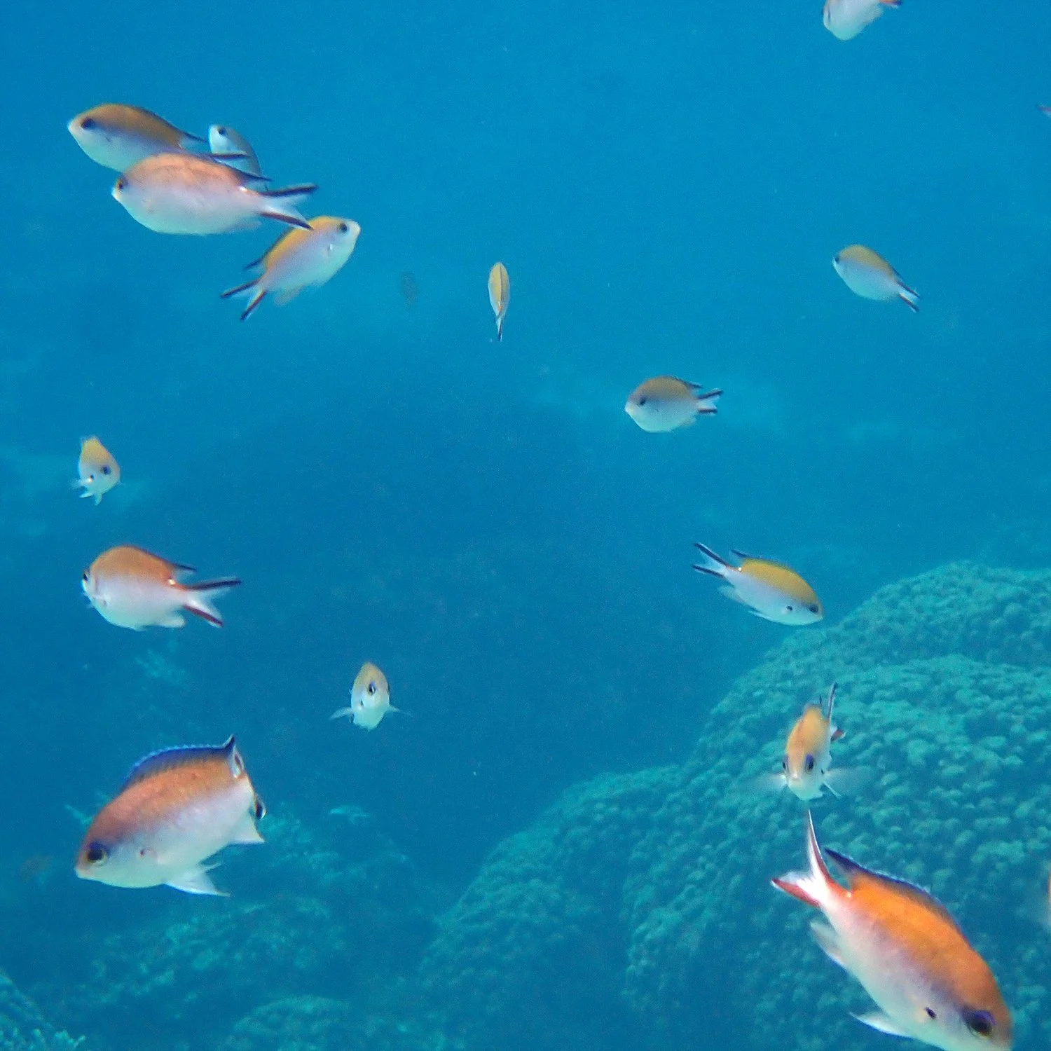 The ancient massives! — Norfolk Island's Reef
