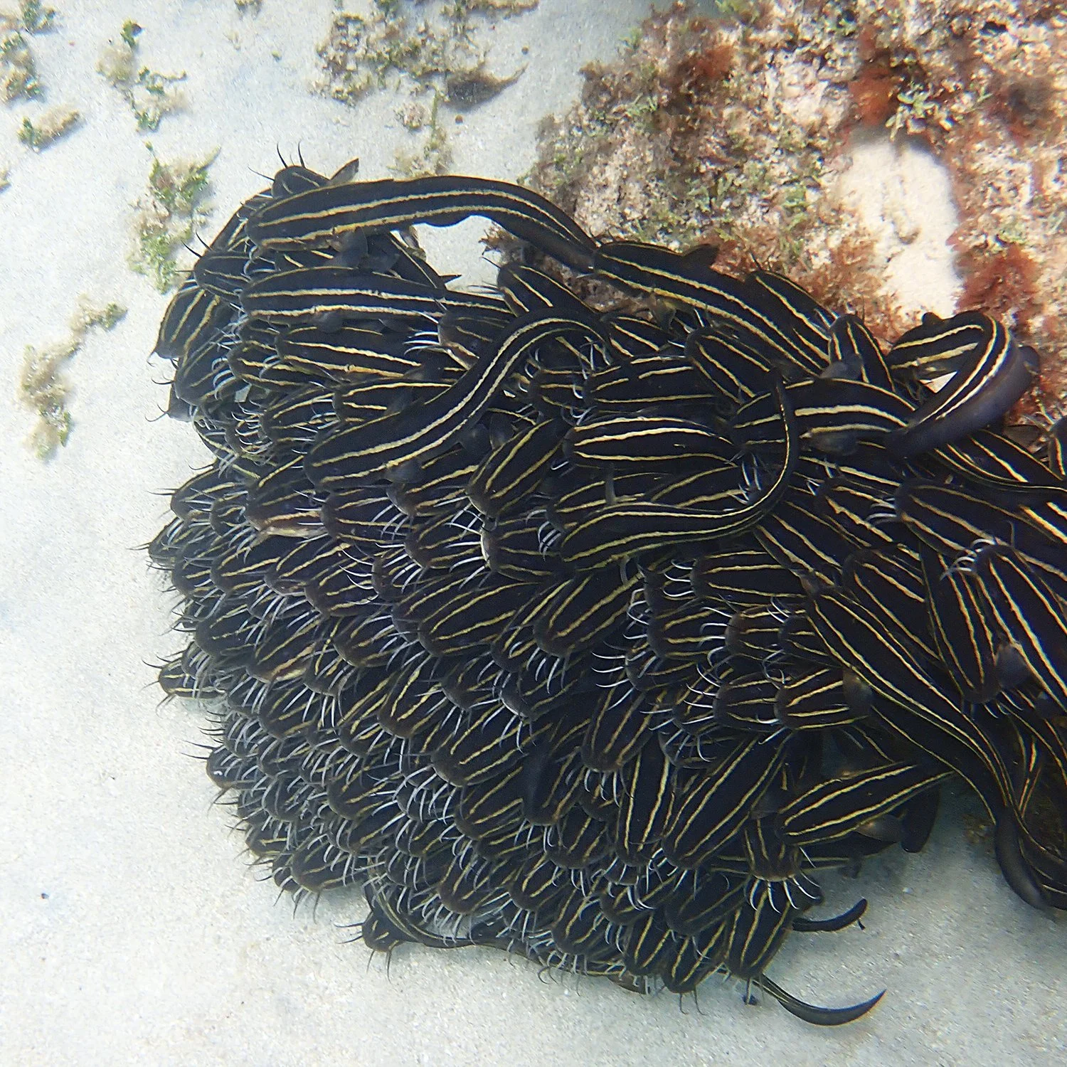 Beneath the waves in Emily Bay, Norfolk Island — Norfolk Island's Reef