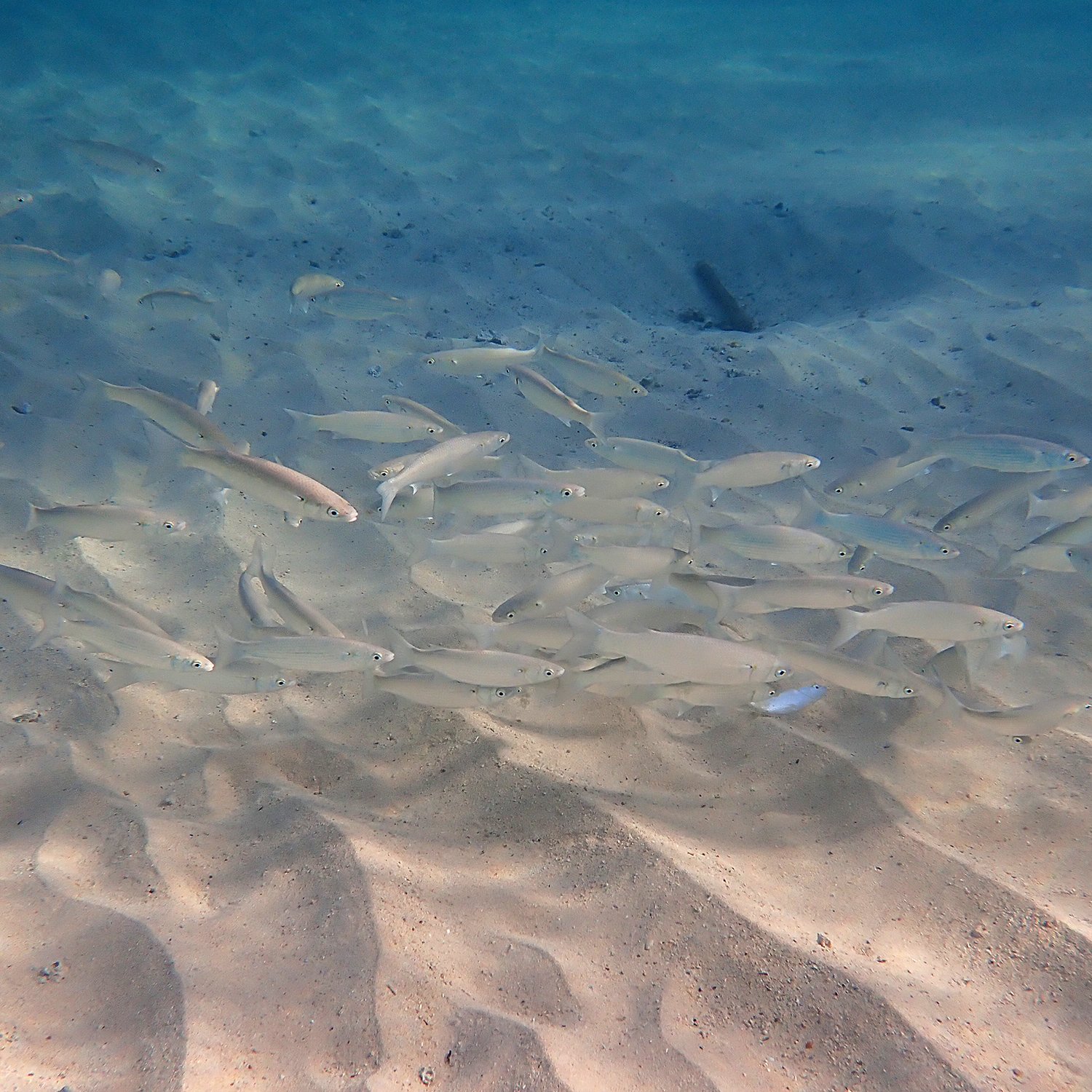 Beneath the waves in Emily Bay, Norfolk Island — Norfolk Island's Reef