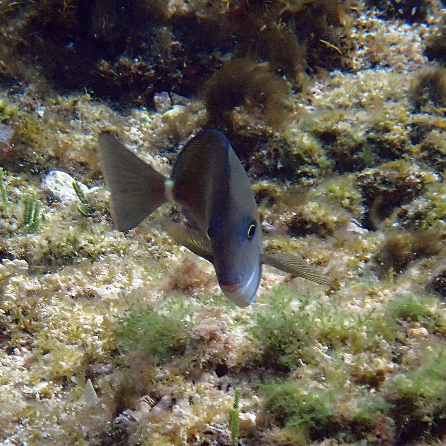 Here's looking at you! — Norfolk Island's Reef