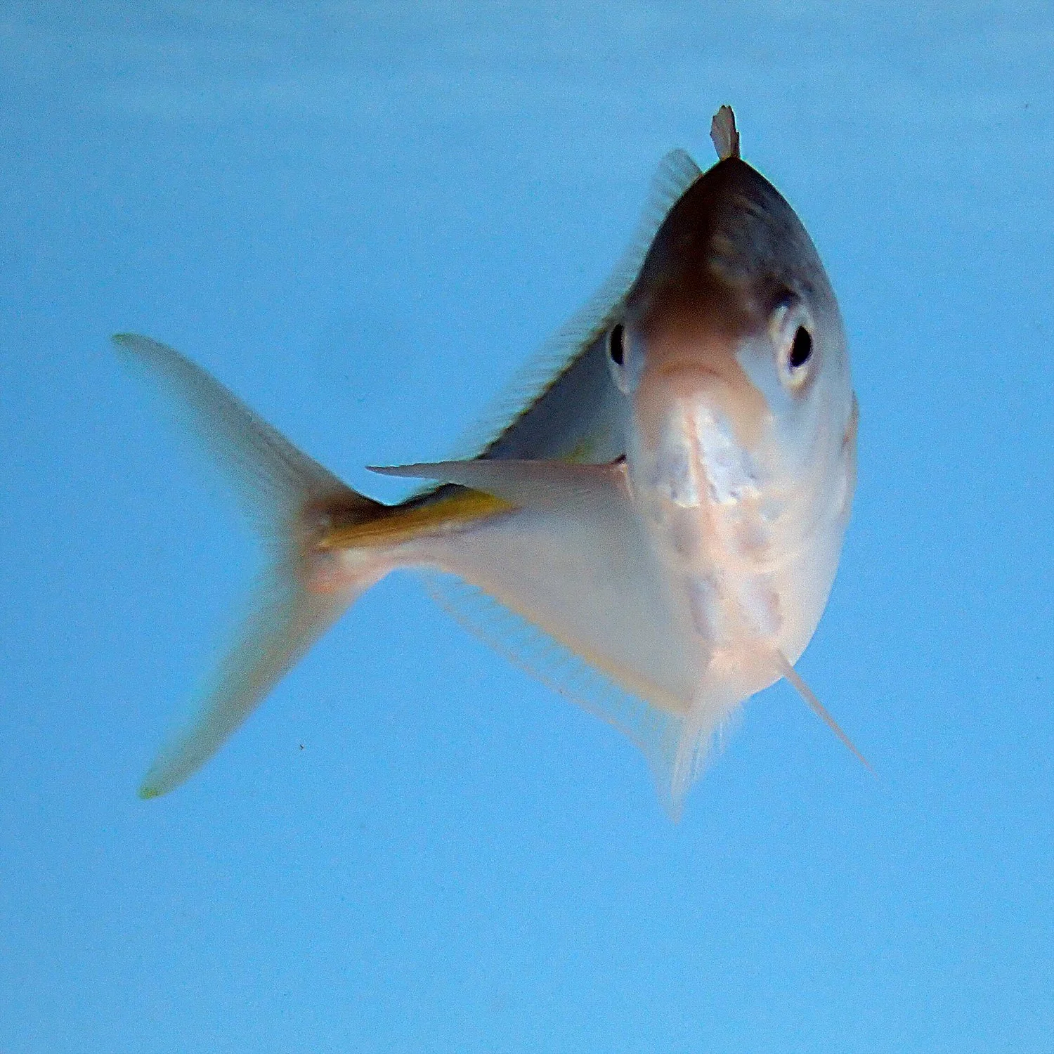 Here's looking at you! — Norfolk Island's Reef