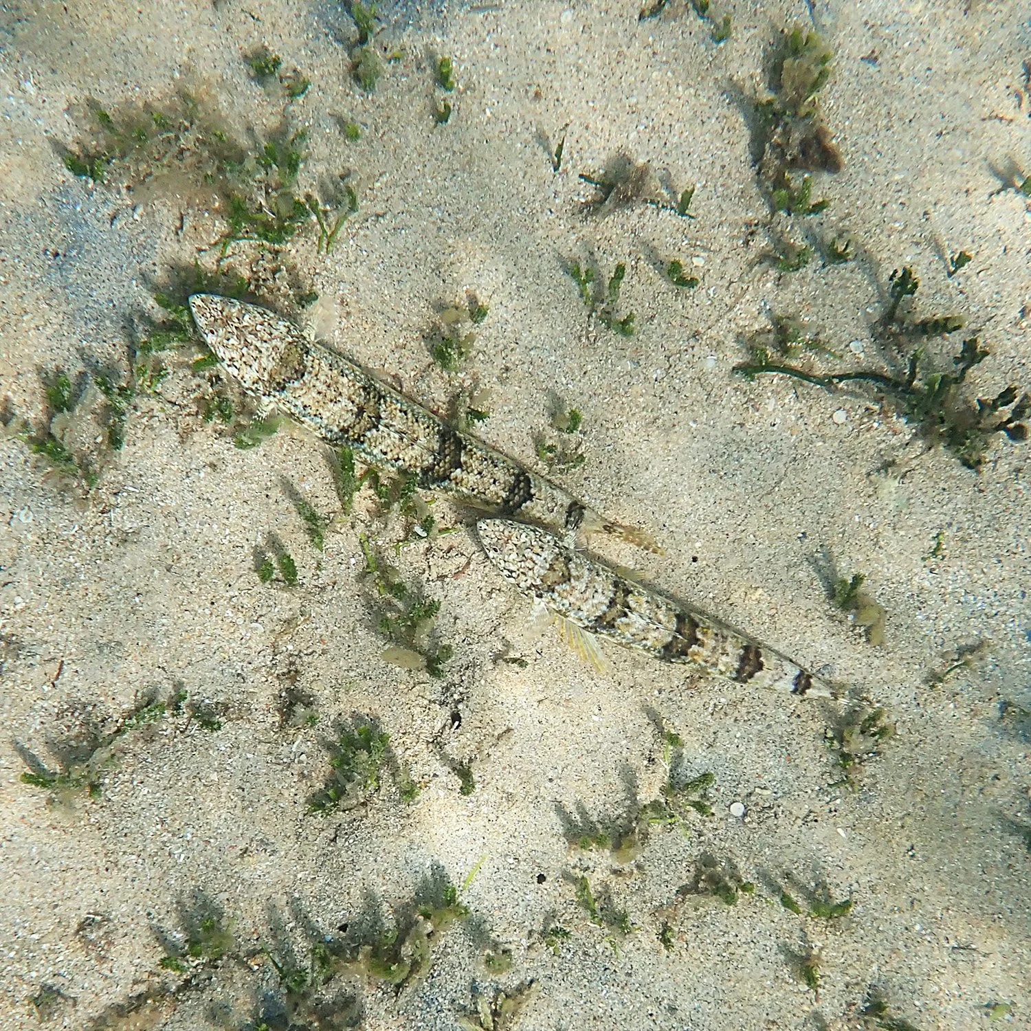 Beneath the waves in Emily Bay, Norfolk Island — Norfolk Island's Reef