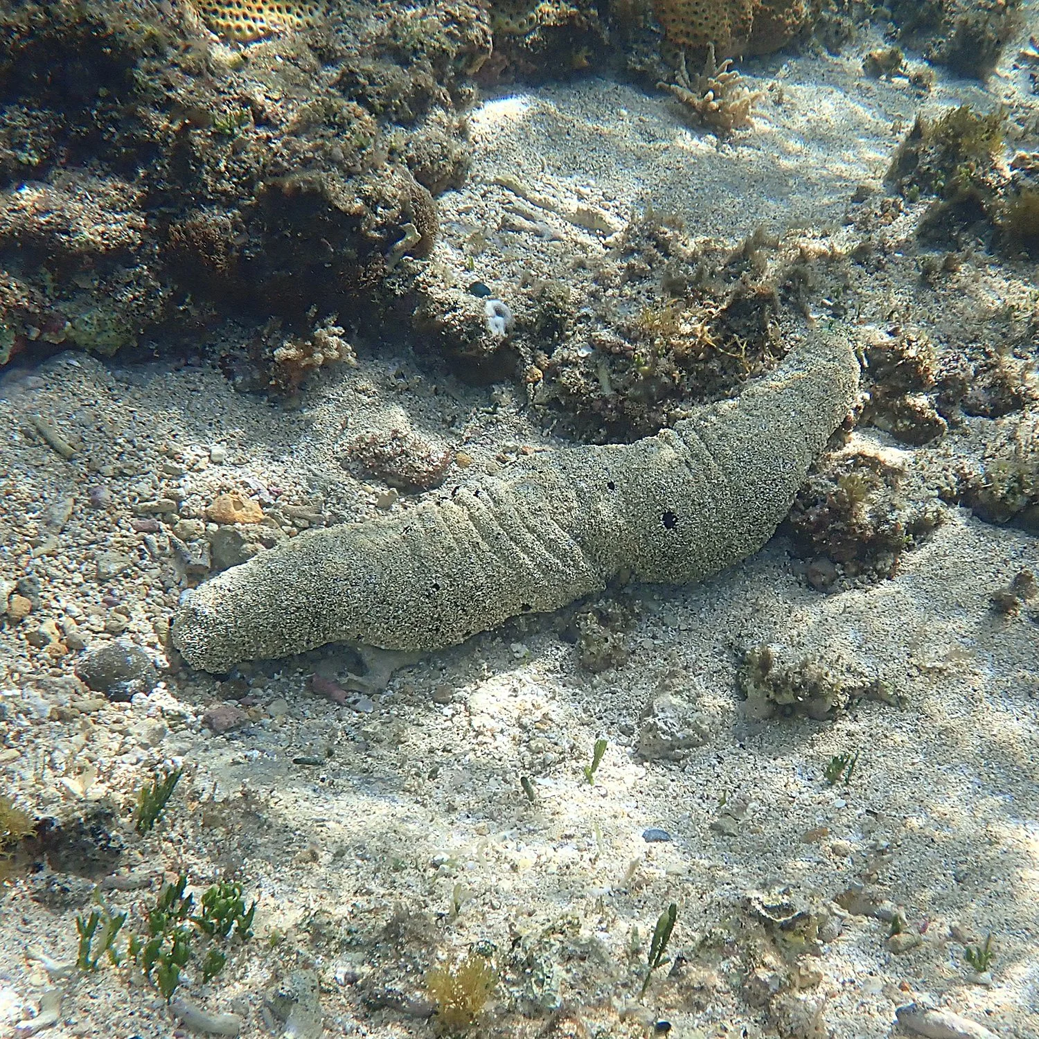 Heroes of the beach – sea cucumbers — Norfolk Island's Reef