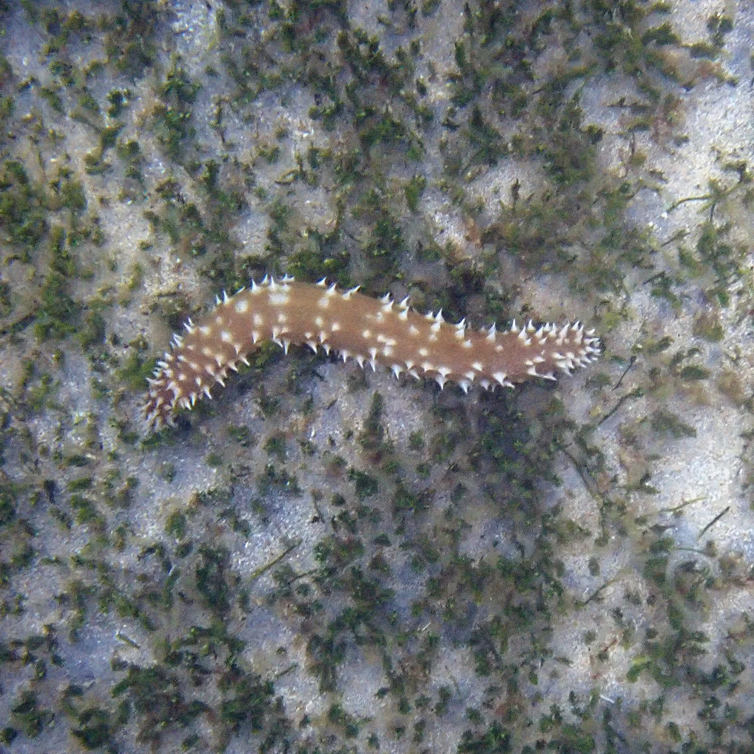 Heroes of the beach – sea cucumbers — Norfolk Island's Reef