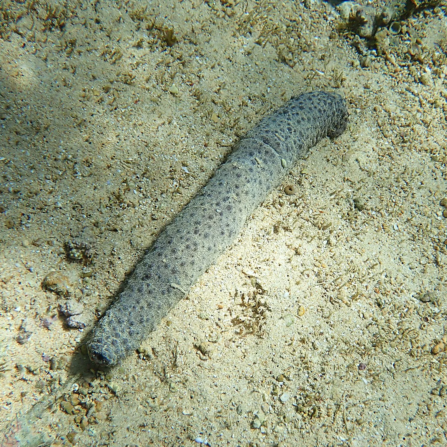 Heroes of the beach – sea cucumbers — Norfolk Island's Reef