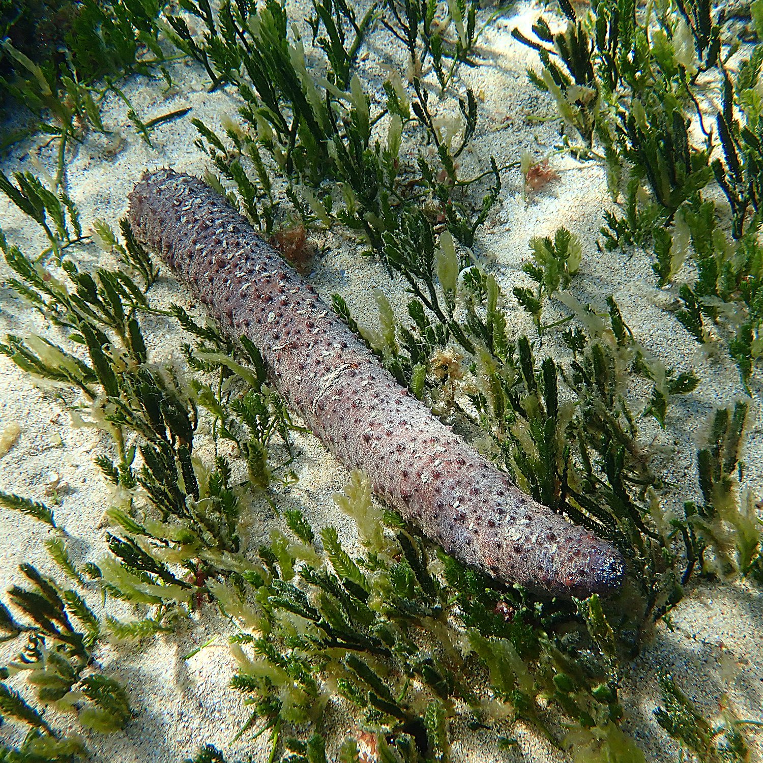 Heroes of the beach – sea cucumbers — Norfolk Island's Reef
