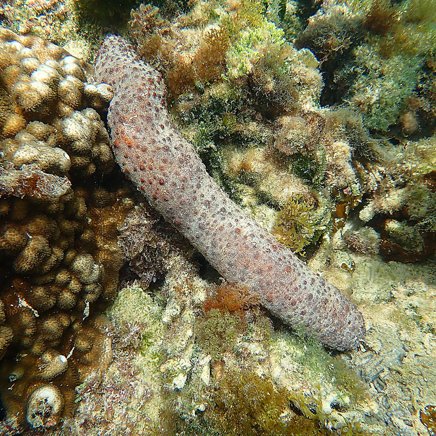 Citizen science in action on Norfolk Island — Norfolk Island's Reef