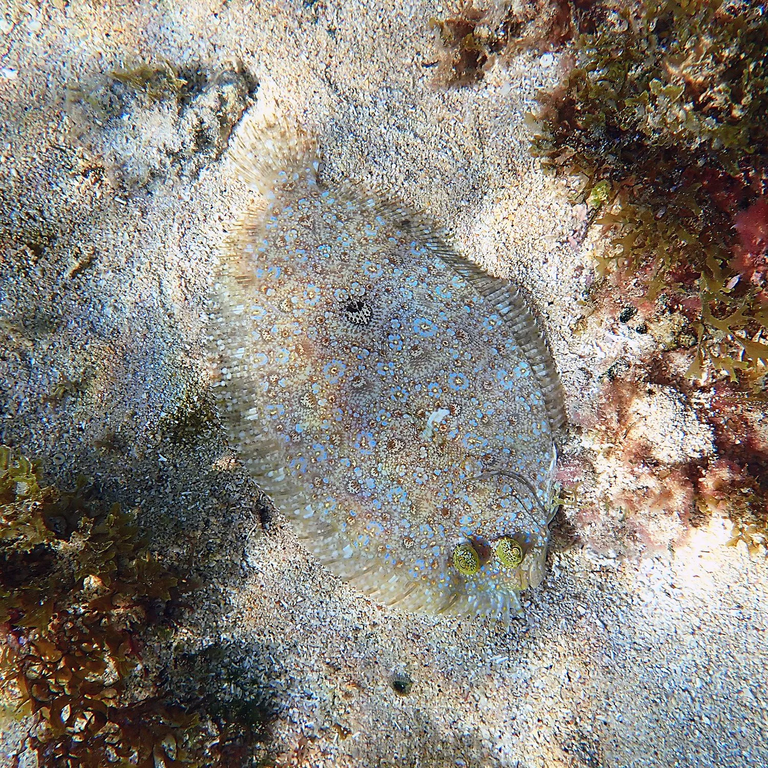 Beneath the waves in Emily Bay, Norfolk Island — Norfolk Island's Reef