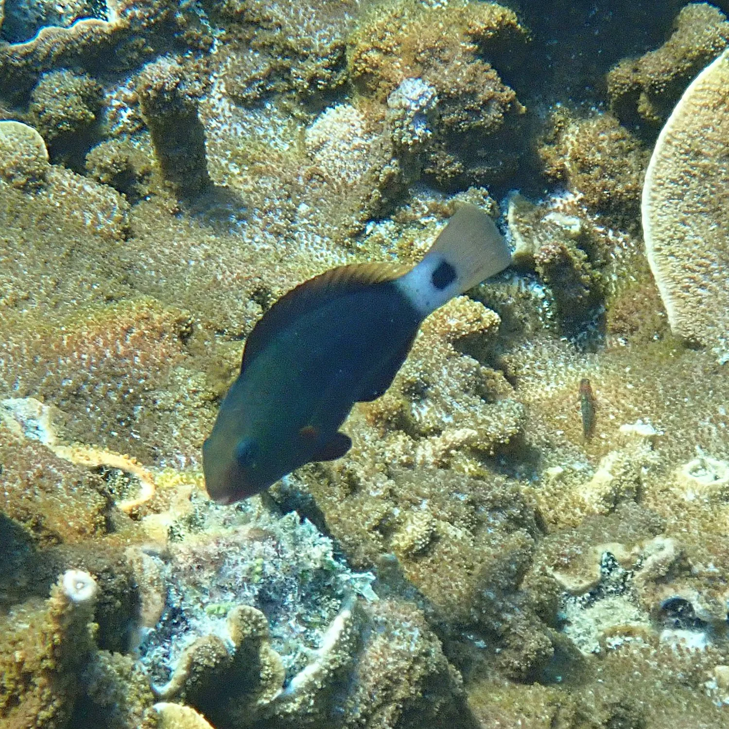 No, it's not a parrotfish! — Norfolk Island's Reef