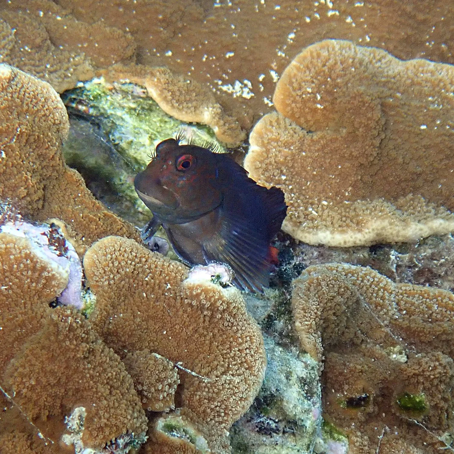 Norfolk Island's Reef Fish