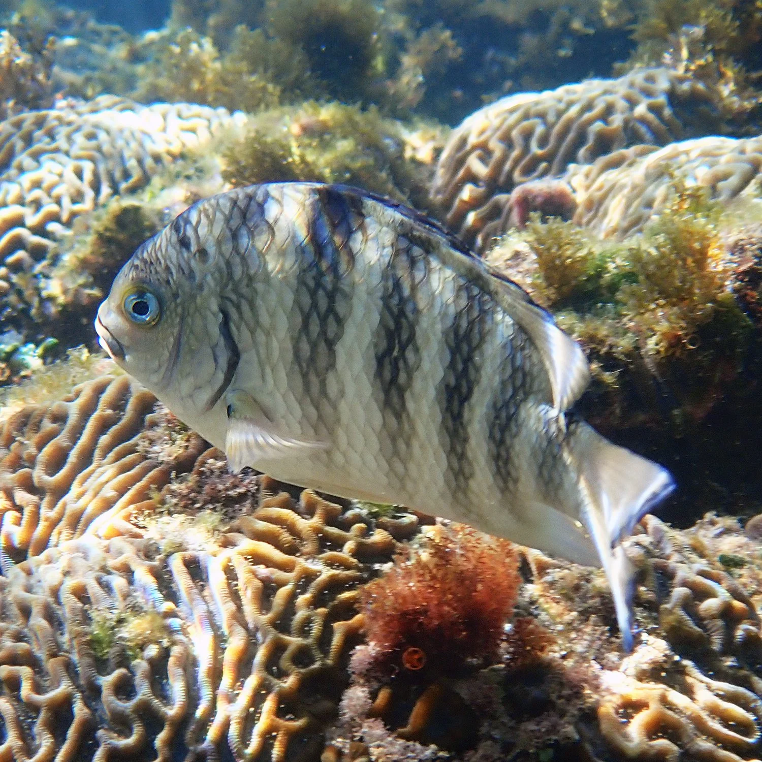 A year in review – 2024 on Norfolk Island’s Reef — Norfolk Island's Reef