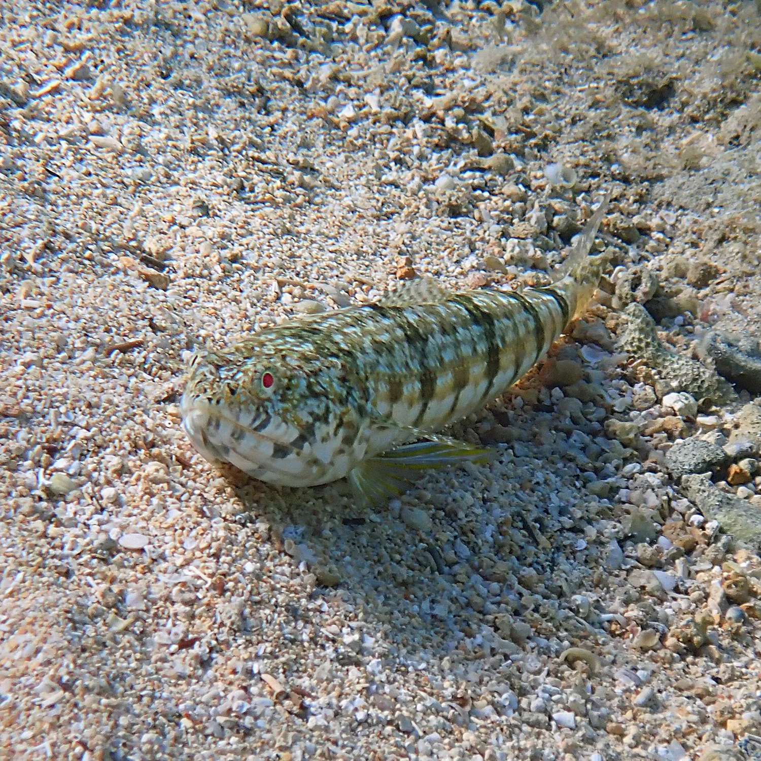 Beneath the waves in Emily Bay, Norfolk Island — Norfolk Island's Reef