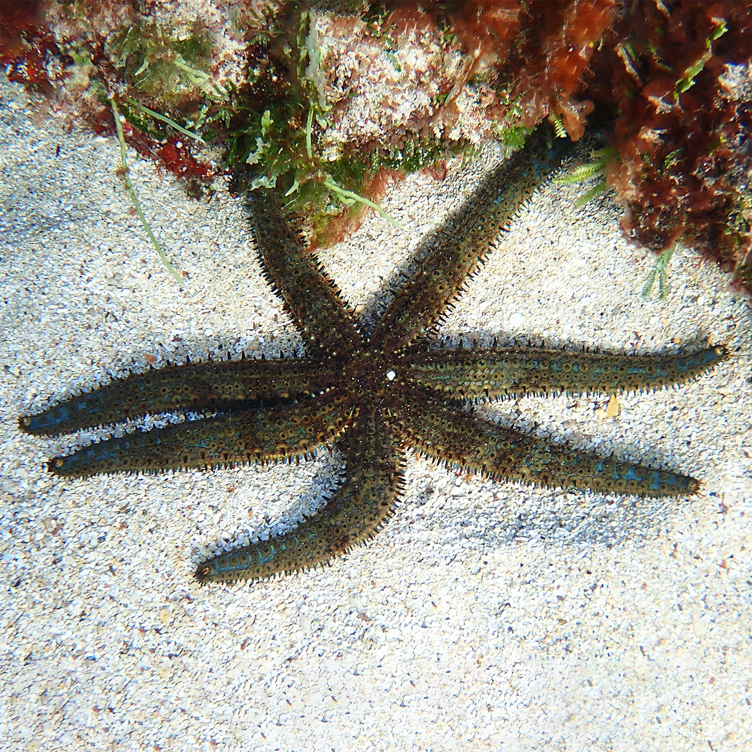 Norfolk Island's Sea stars