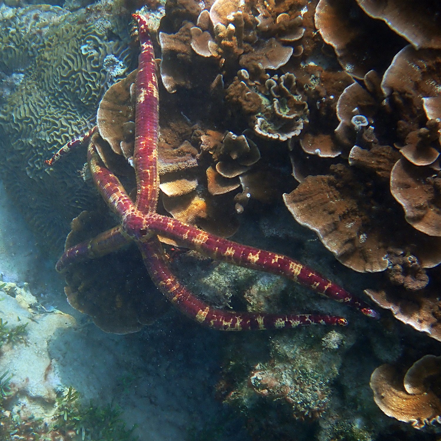 Norfolk Island's Sea stars