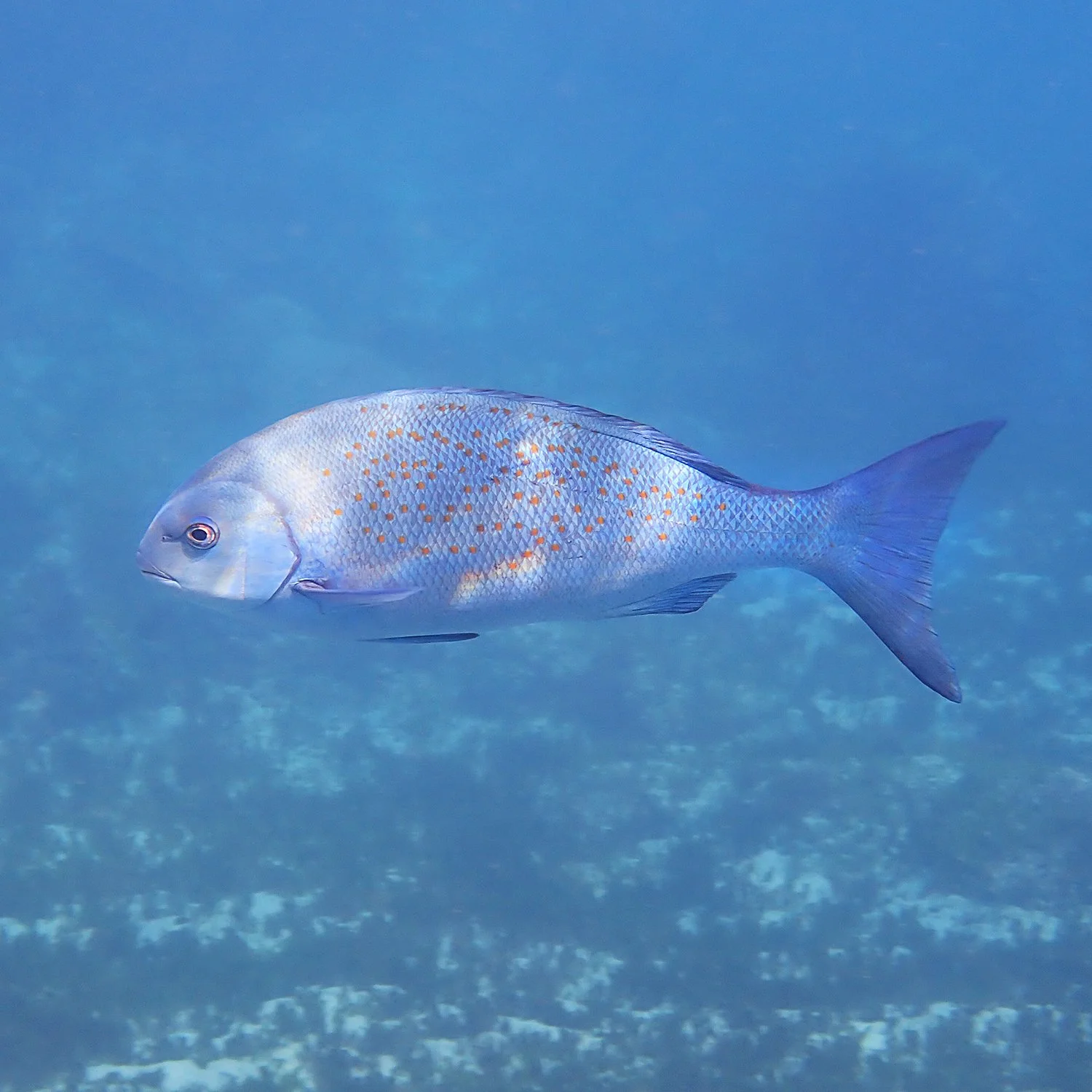 Norfolk Island's Reef Fish