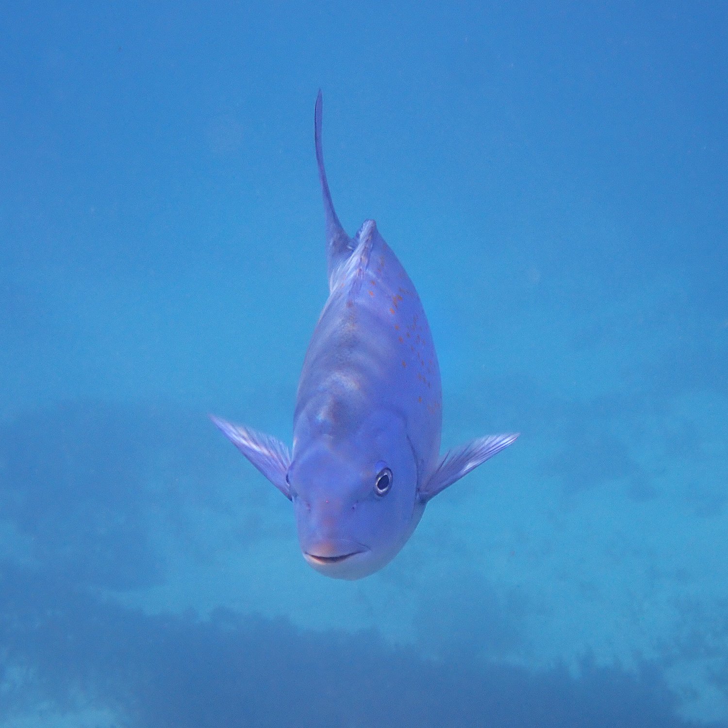 Norfolk Island's Reef Fish