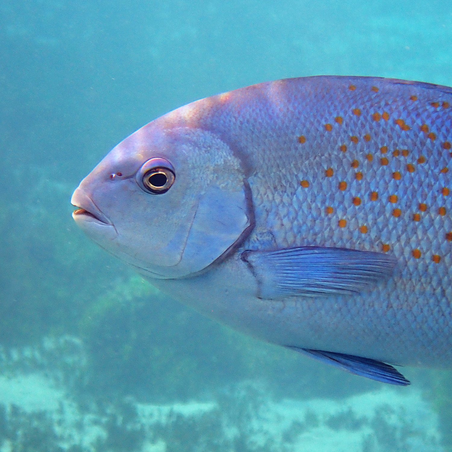 Norfolk Island's Reef Fish