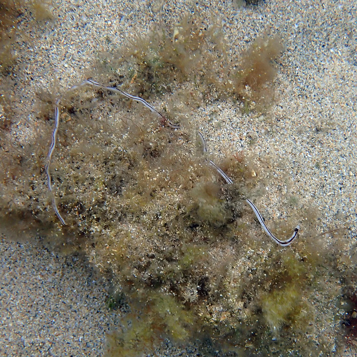 Norfolk Island's Nudibranchs, Sea Slugs and Flatworms