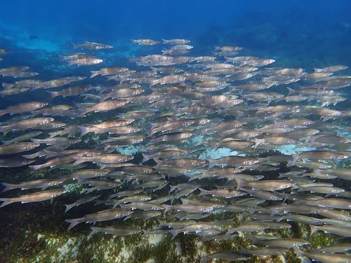 Norfolk Island's Reef