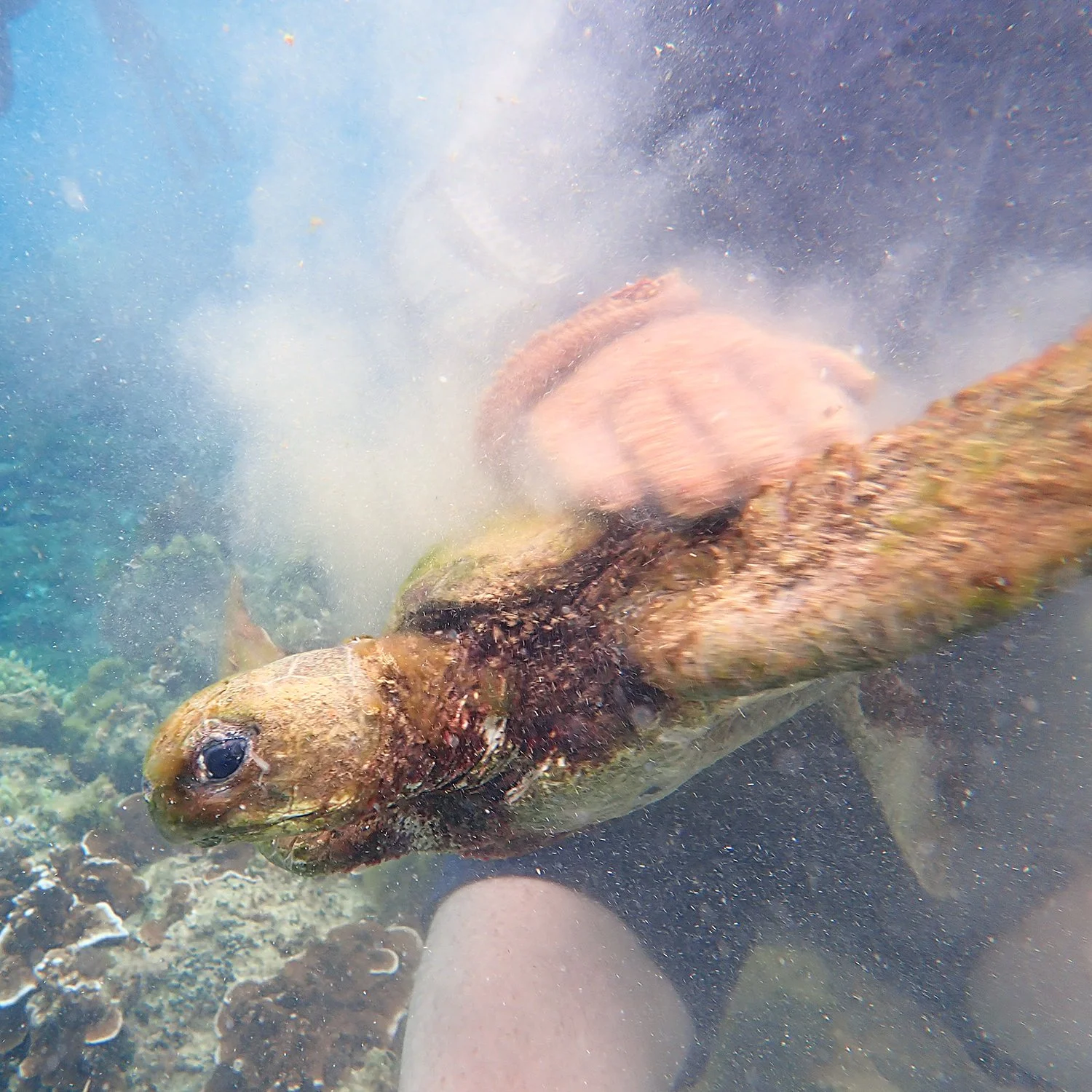 #OperationDoris – green sea turtle rescue — Norfolk Island's Reef