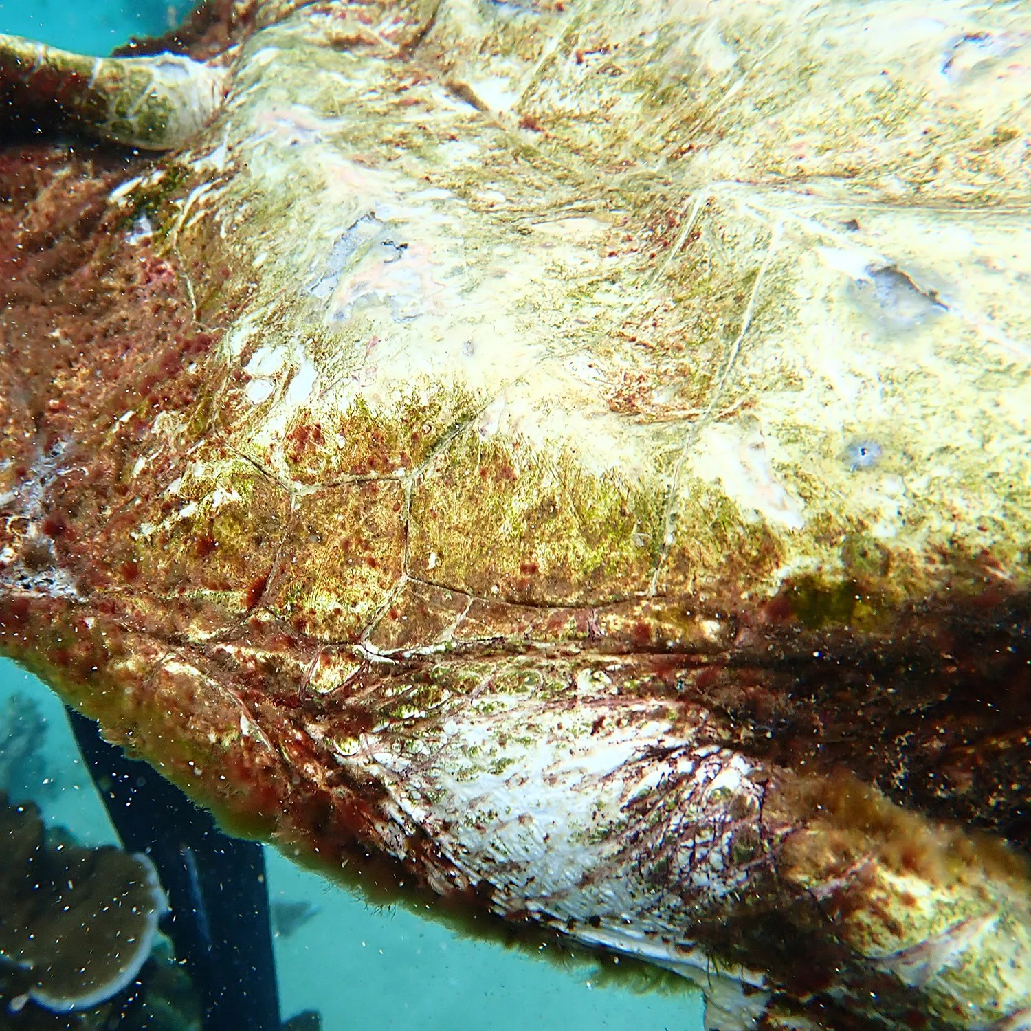 #OperationDoris – green sea turtle rescue — Norfolk Island's Reef